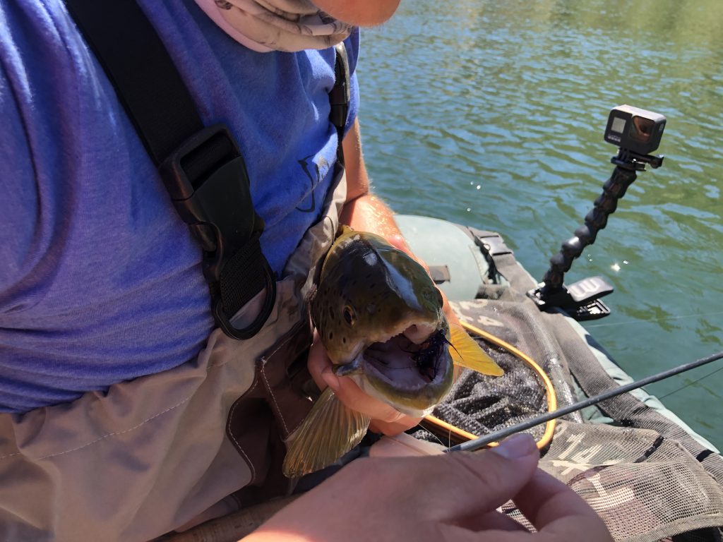Looking for Big Trout in AZ? Check out Chevelon Canyon Lake