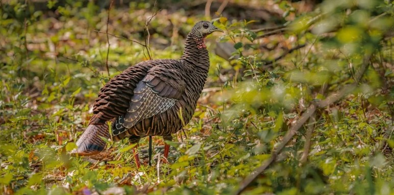 Top Turkey Decoy Reviewed | Tom, Jake, Hen, or Breeding Combo